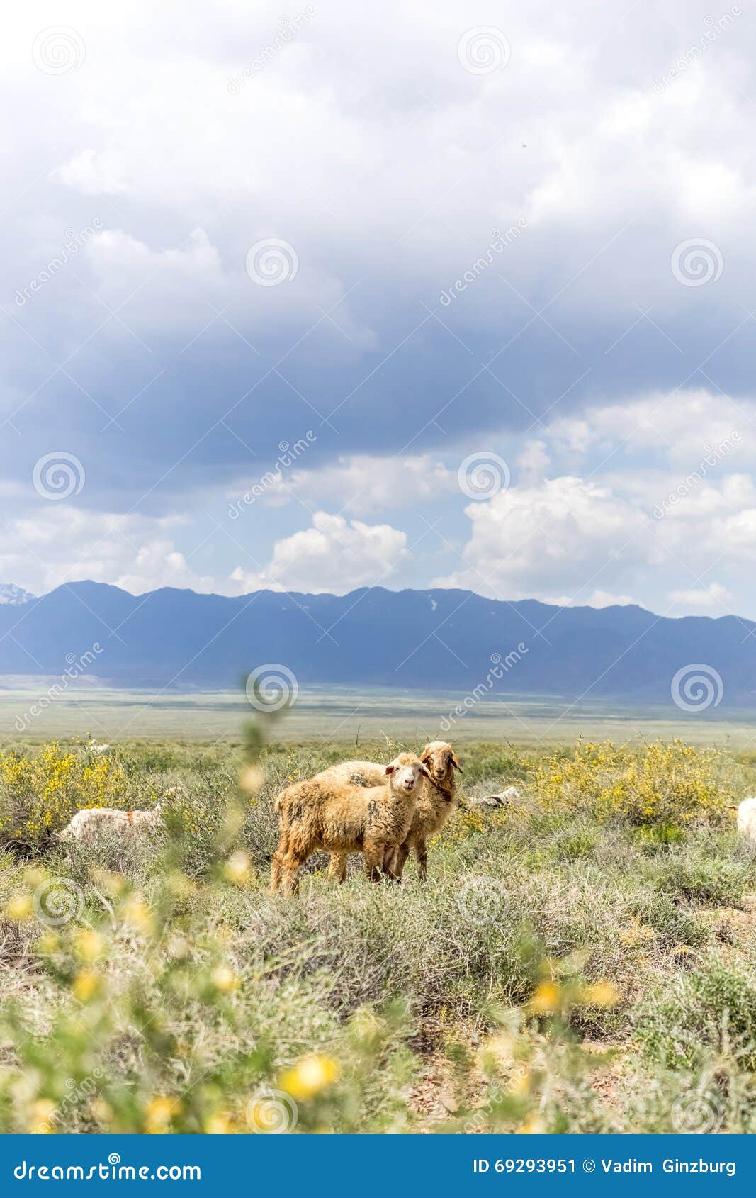 Sheep Grazing in Prairie with Bush Under Cloudy Sky Stock Image - Image ...