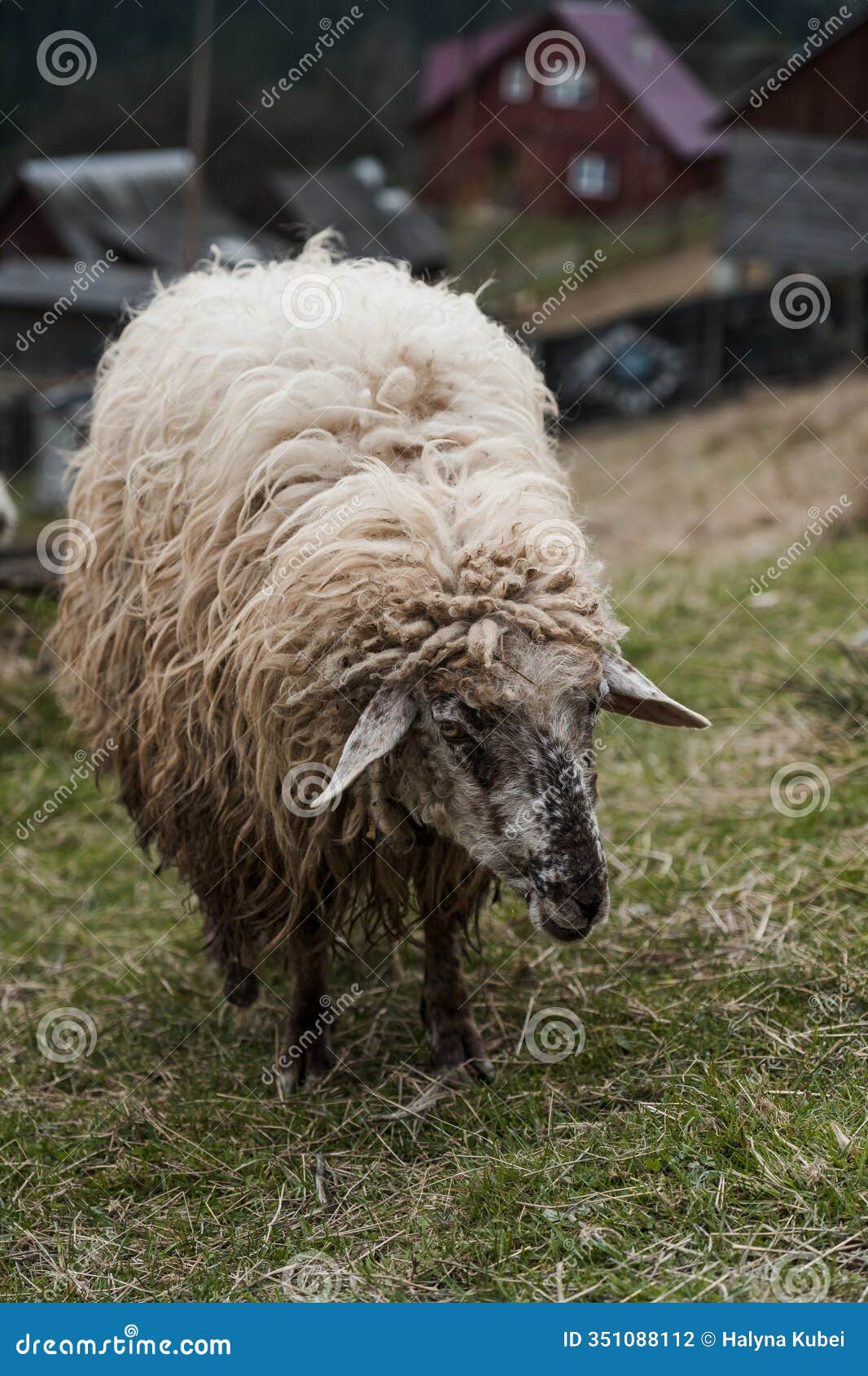 Sheep Grazing in a Rustic Landscape Stock Photo - Image of serenity ...