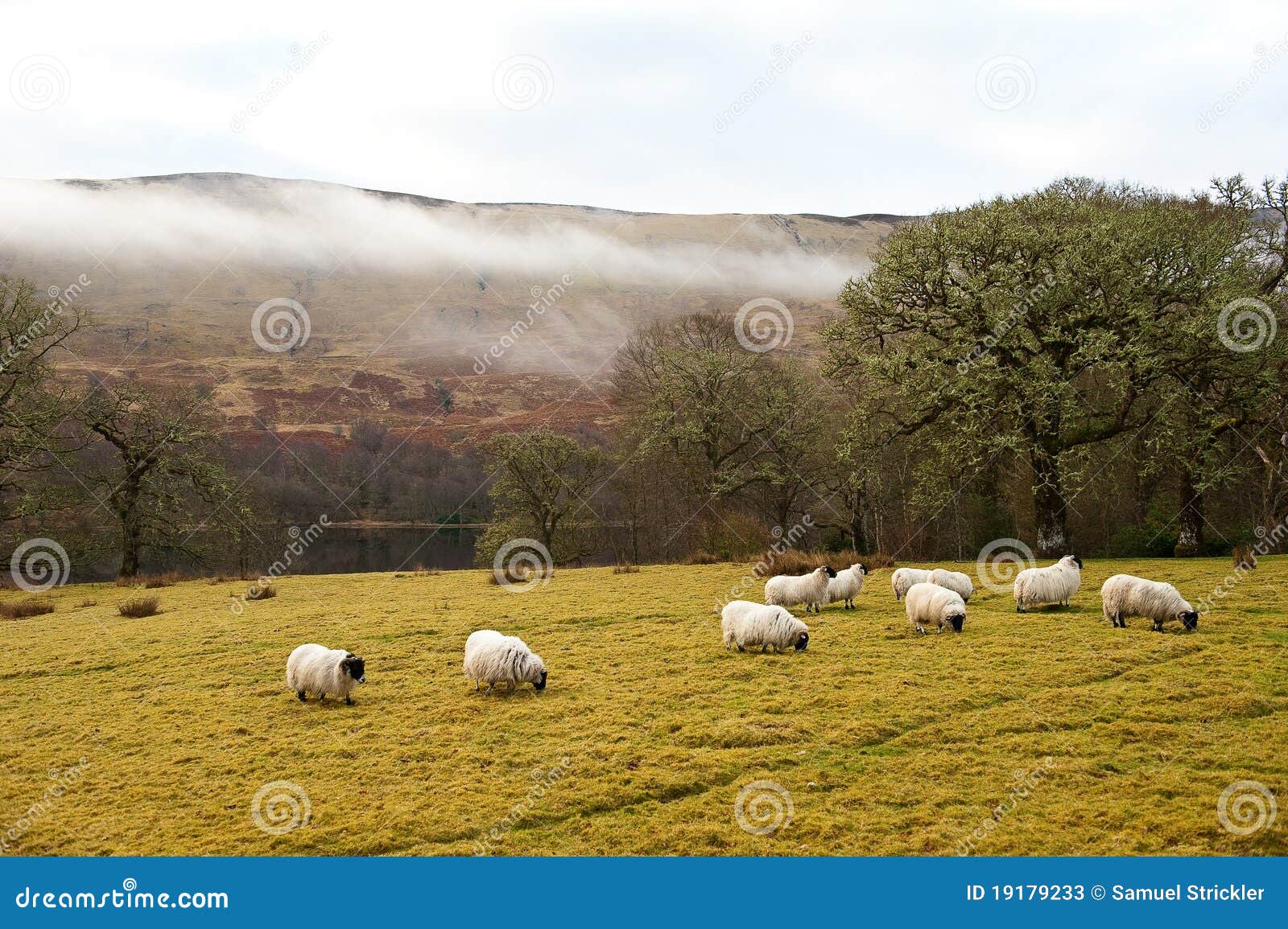 Sheep grazing in Scotland stock image. Image of mammal - 19179233