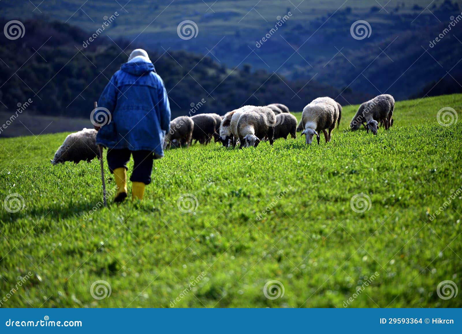 Sheep Grazing Shepherd and Pasture Stock Photo - Image of outdoor, feed ...