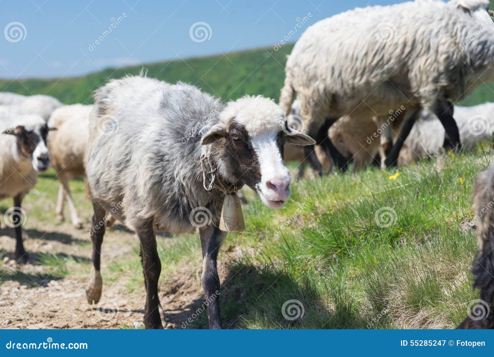 Sheep Grazing on the Slopes of Ukrainian Carpathians Stock Image ...