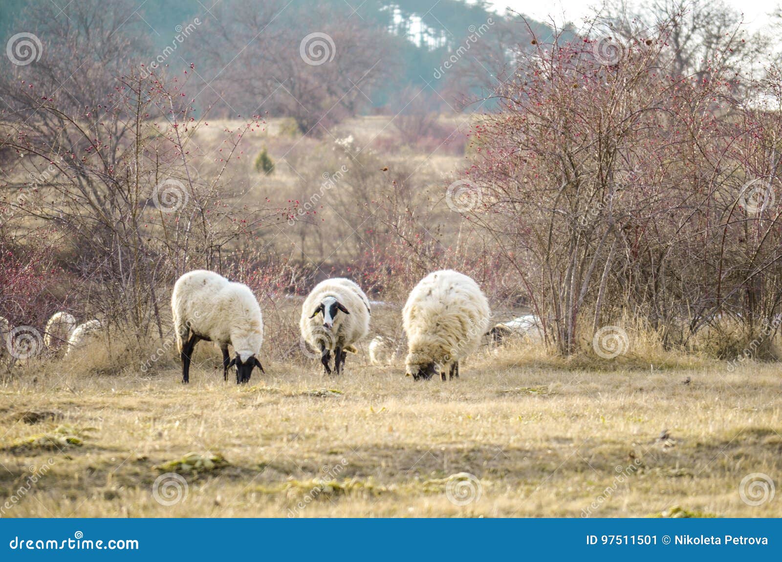 Sheep grazing stock image. Image of agriculture, flock - 97511501