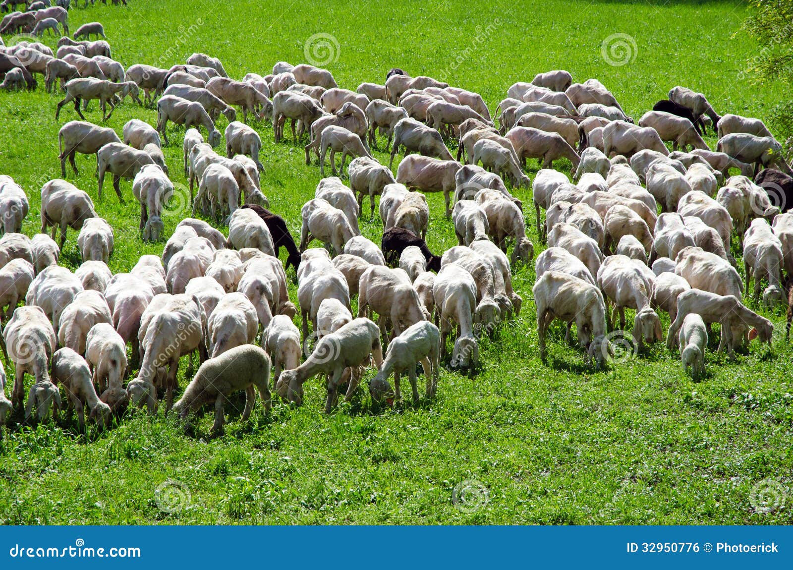 Sheep grazing stock photo. Image of breeding, sheep, herder - 32950776