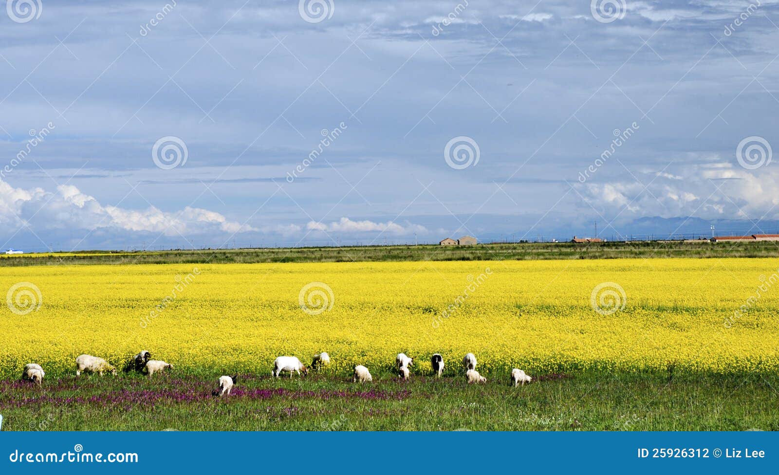 Sheep Grazing in Yellow Seed Field Stock Photo - Image of colour, asia ...