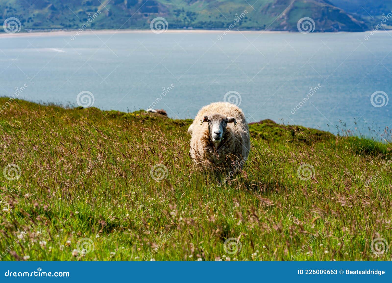 Sheep on Great Orme stock image. Image of hill, meadow - 226009663