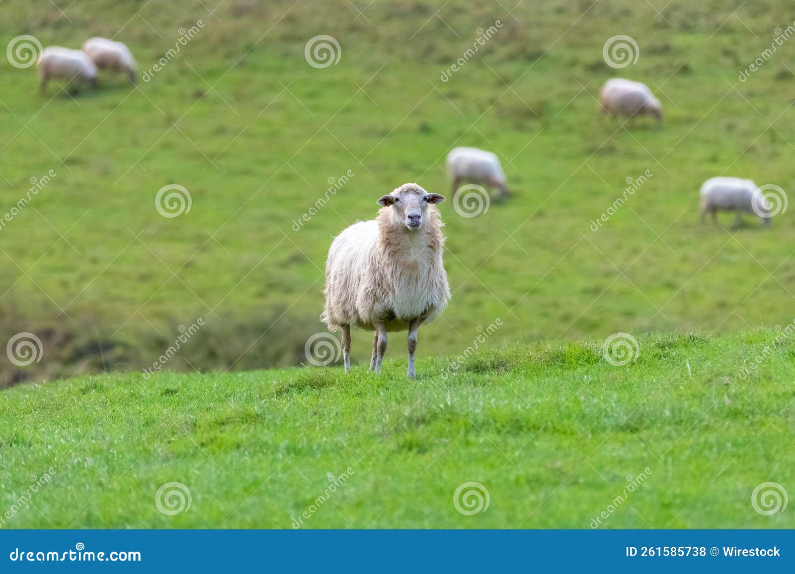 Sheep in a Green Field in the Basque, France Stock Photo - Image of ...