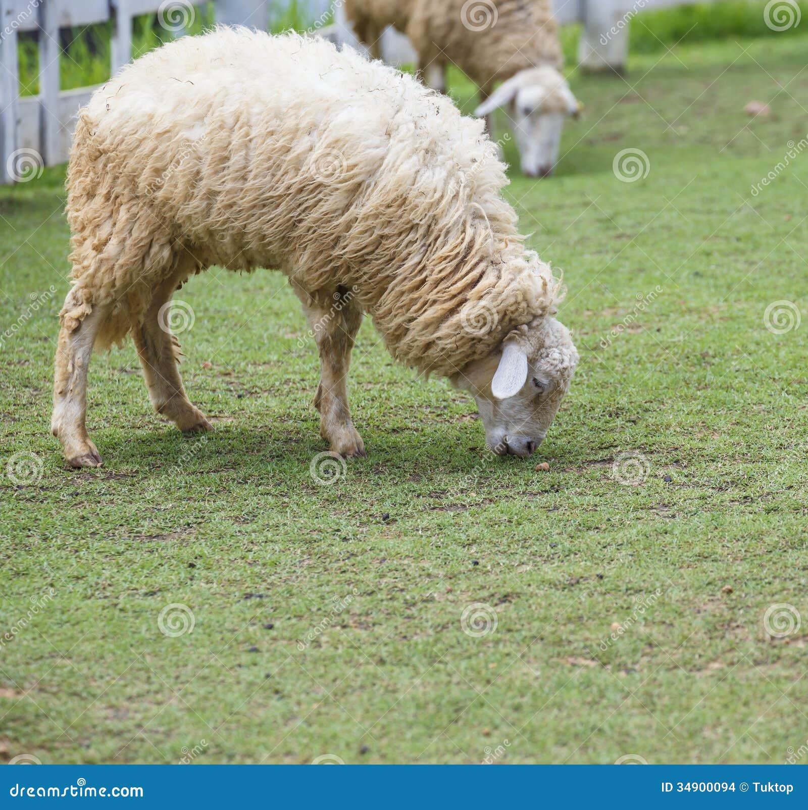 Sheep stock photo. Image of farm, corral, alpine, field - 34900094