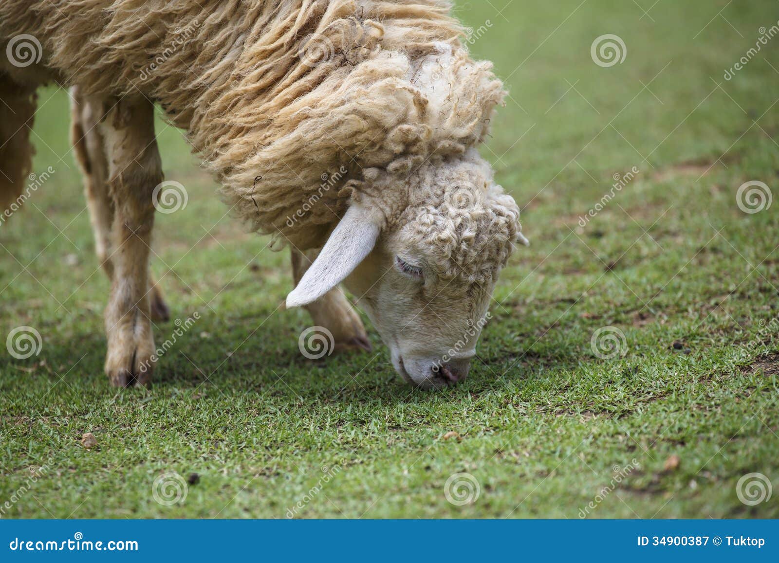 Sheep stock image. Image of country, farming, cattle - 34900387