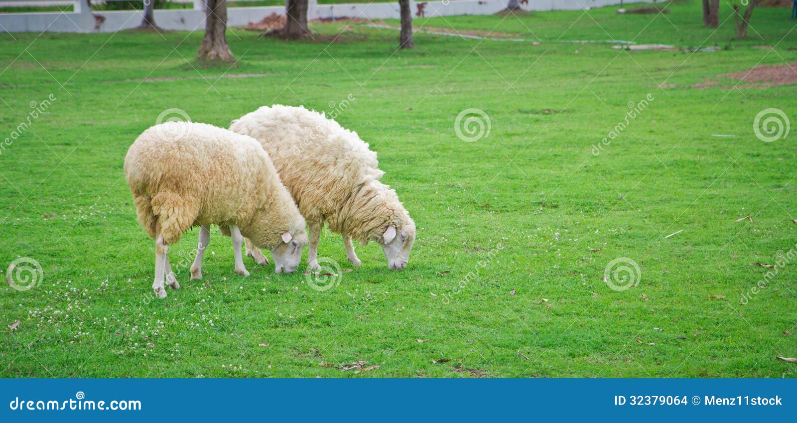 Sheep in green field farm stock photo. Image of germany - 32379064