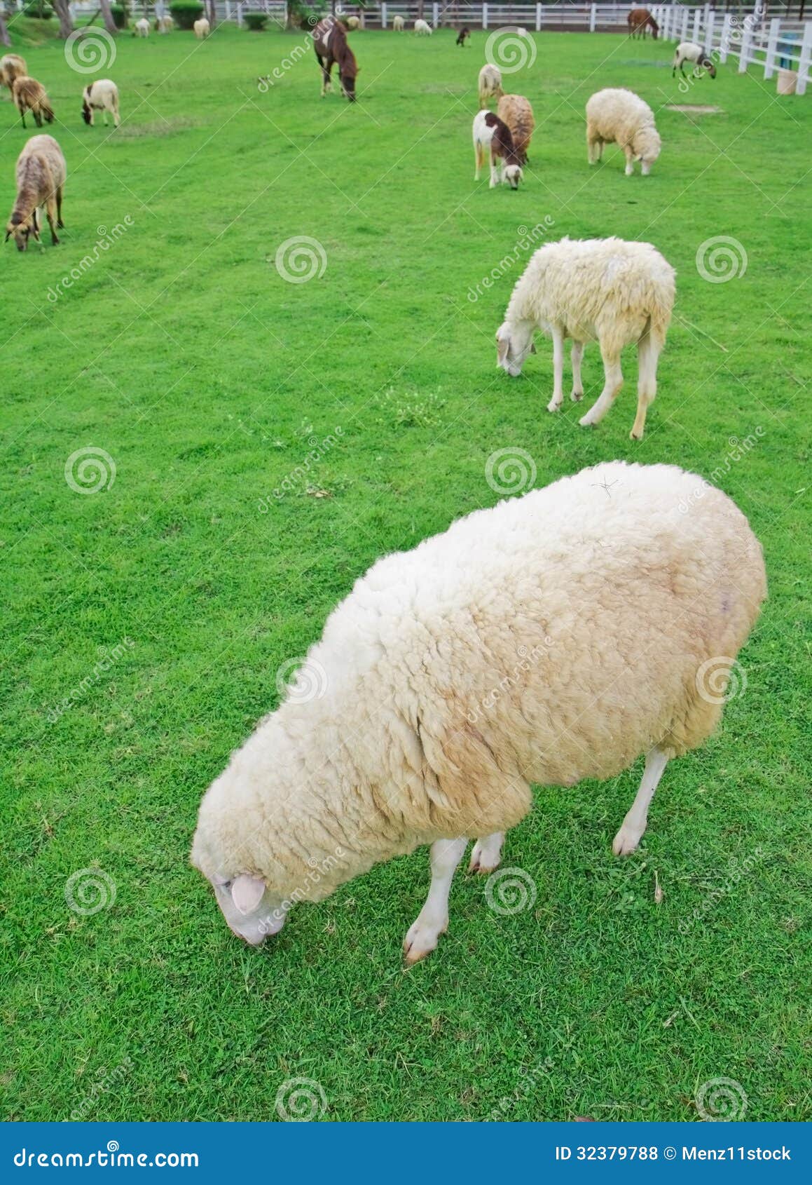 Sheep in green field farm stock photo. Image of agriculture - 32379788