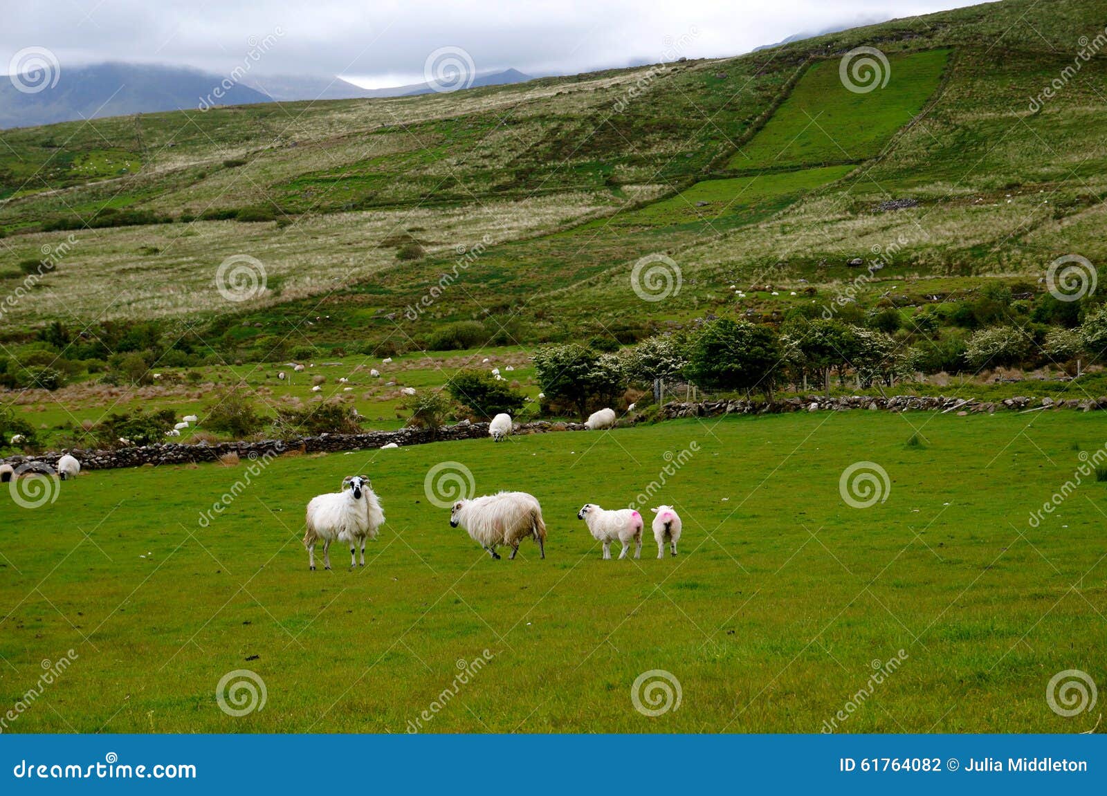 Sheep stock photo. Image of animal, kerry, ireland, food - 61764082