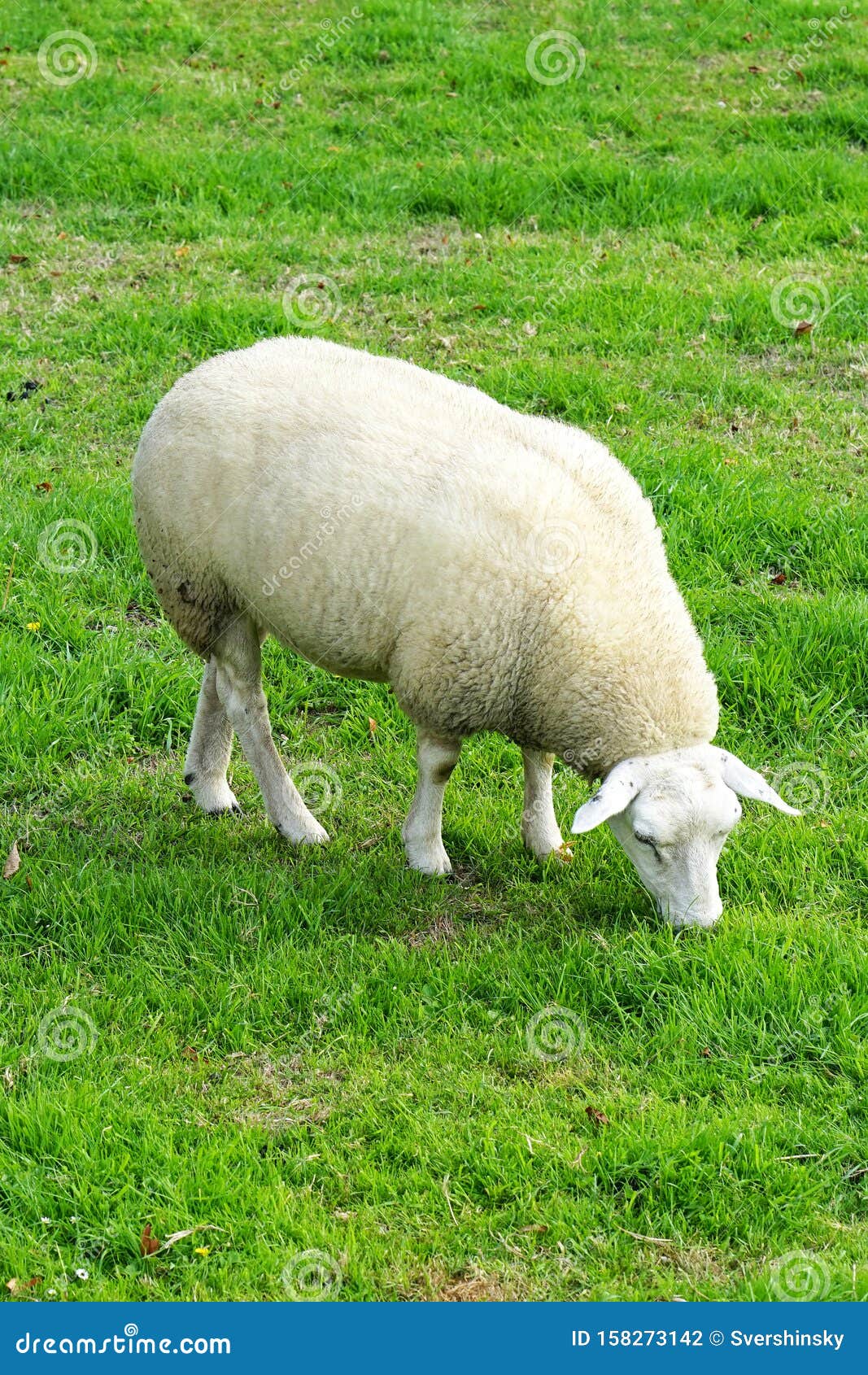 Sheep on the green field stock photo. Image of nature - 158273142