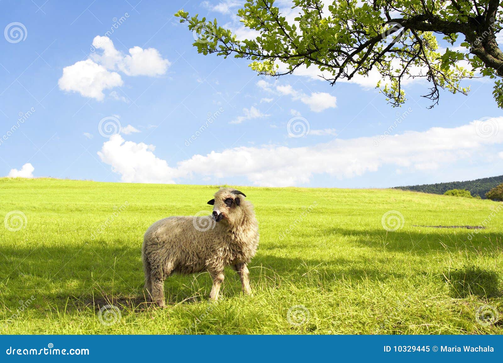 Sheep on green grass stock image. Image of outdoors, meadow - 10329445