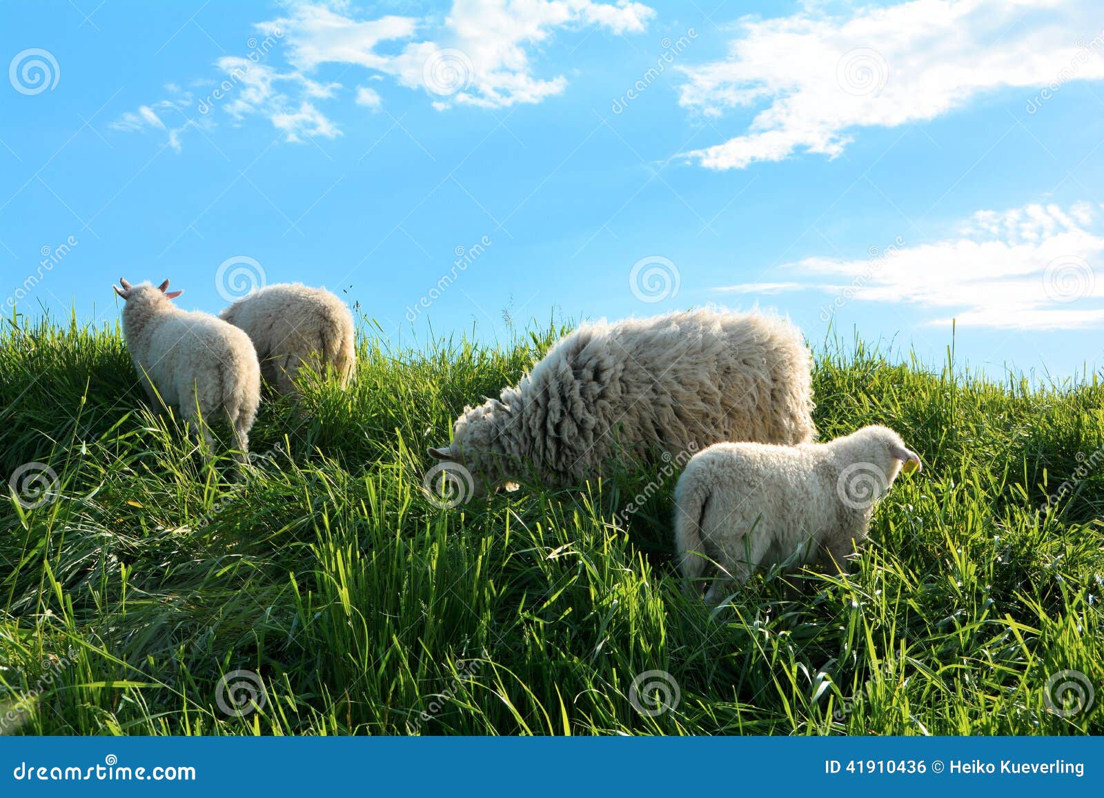 Sheep in green grass stock photo. Image of attentive - 41910436