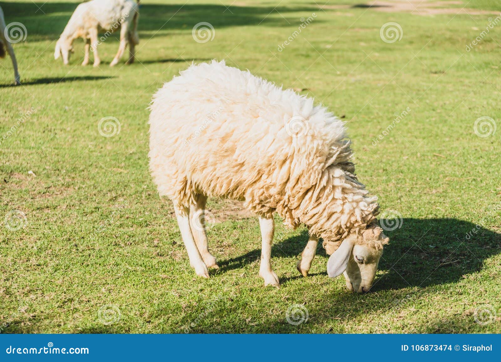 Sheep on green grass stock photo. Image of flock, summer - 106873474