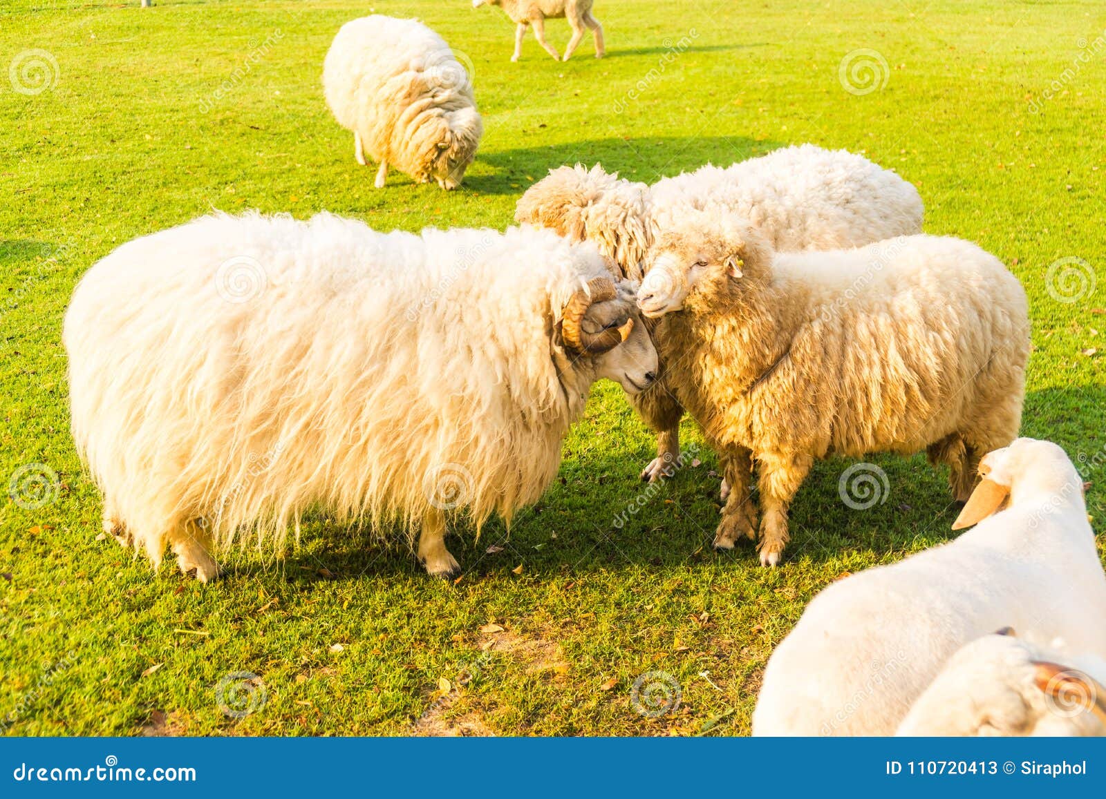 Sheep on green grass stock image. Image of agriculture - 110720413