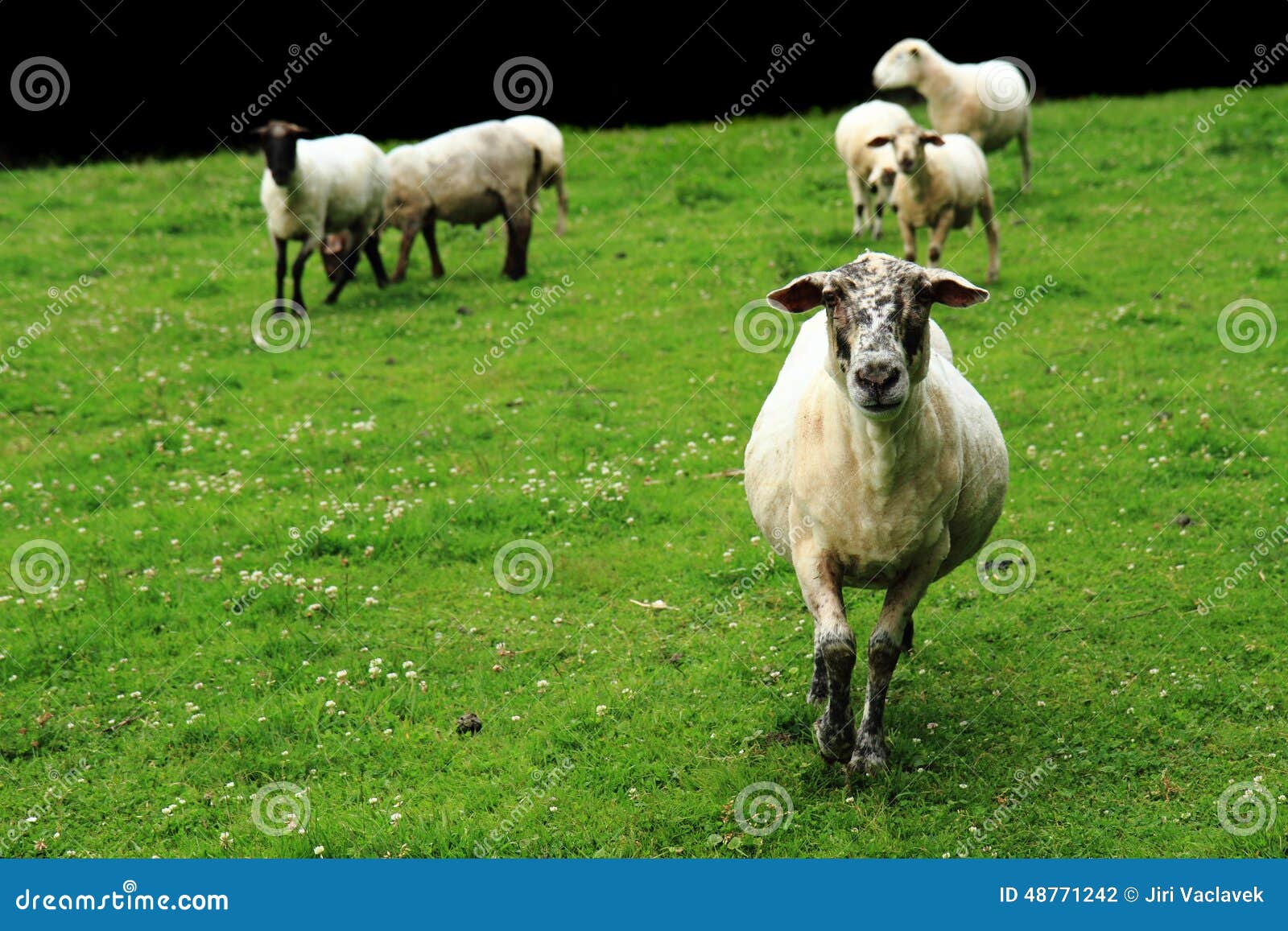Sheep in the green grass stock photo. Image of mammal - 48771242