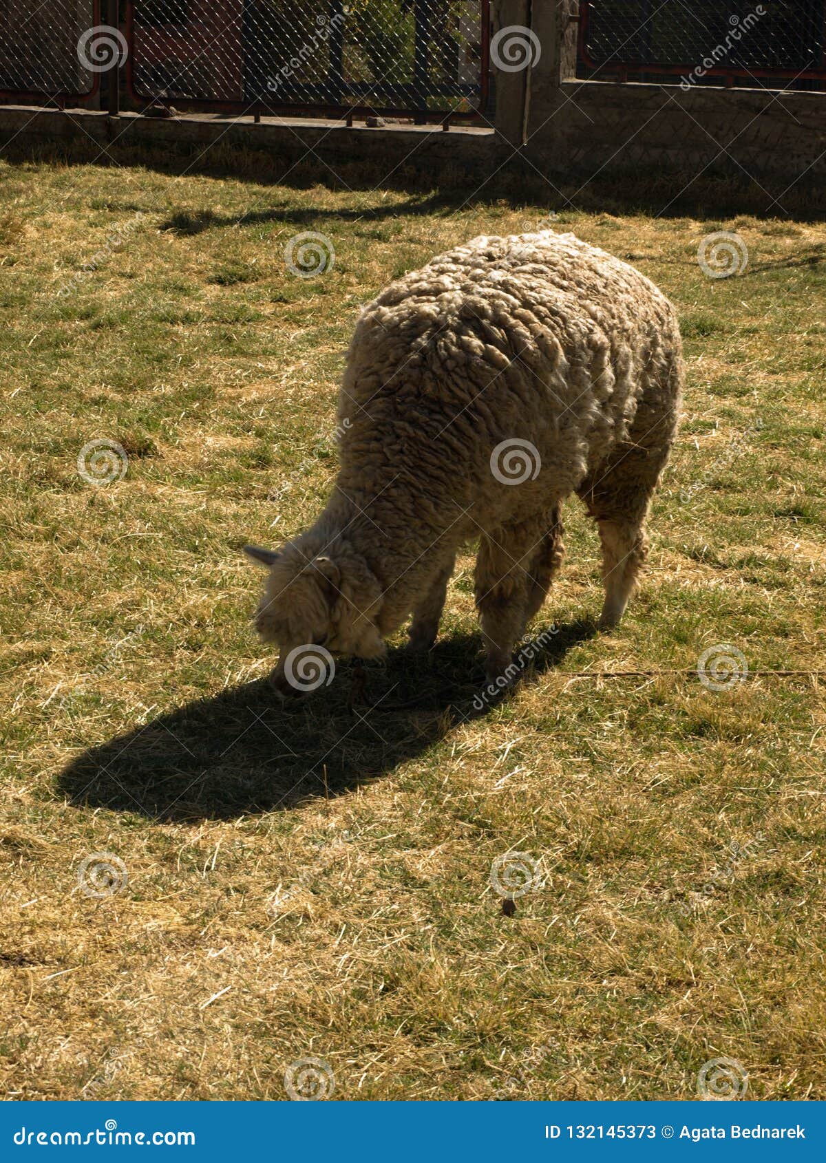 Sheep on green grass stock image. Image of outdoor, bear - 132145373