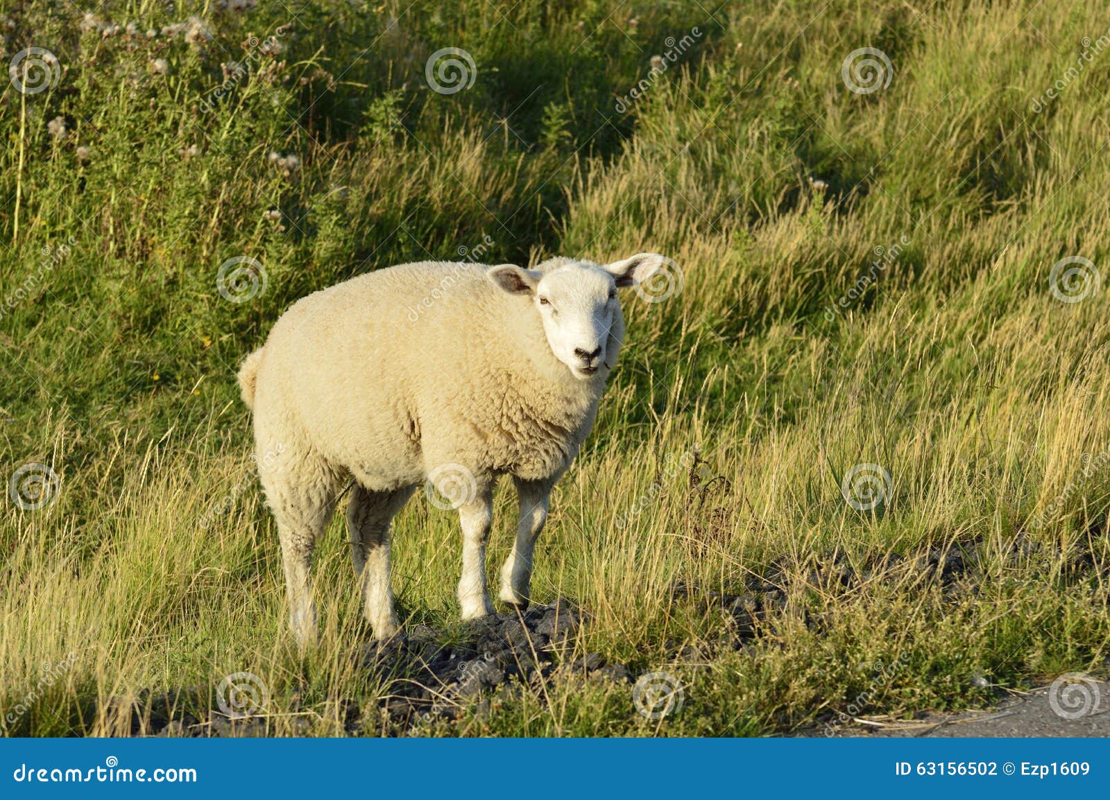 Sheep stock photo. Image of holiday, woolly, pasture - 63156502
