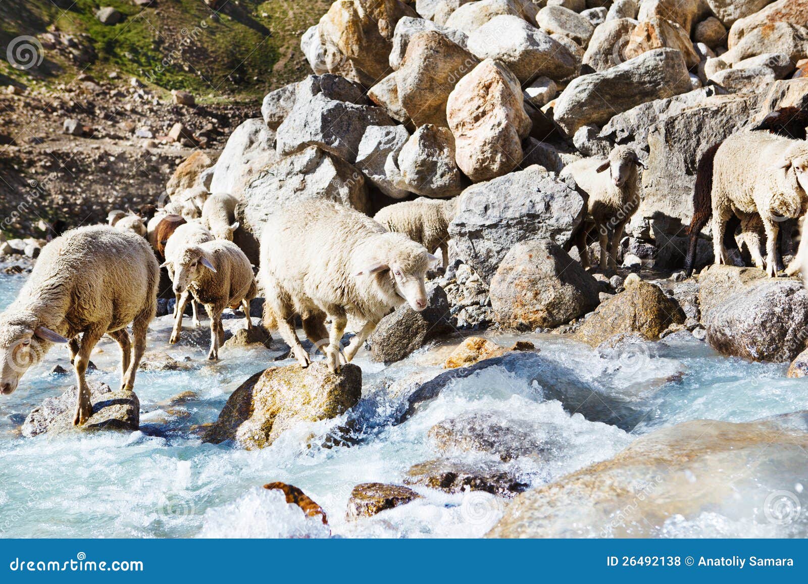 Sheep group stock photo. Image of mountainous, group - 26492138