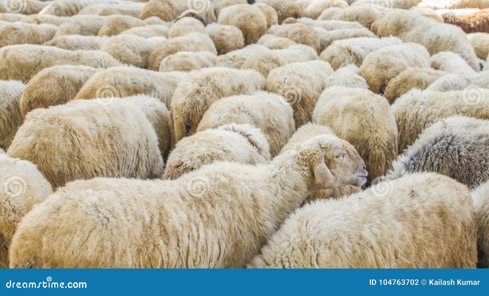 Sheep stock photo. Image of herd, heifer, flock, caged - 104763702