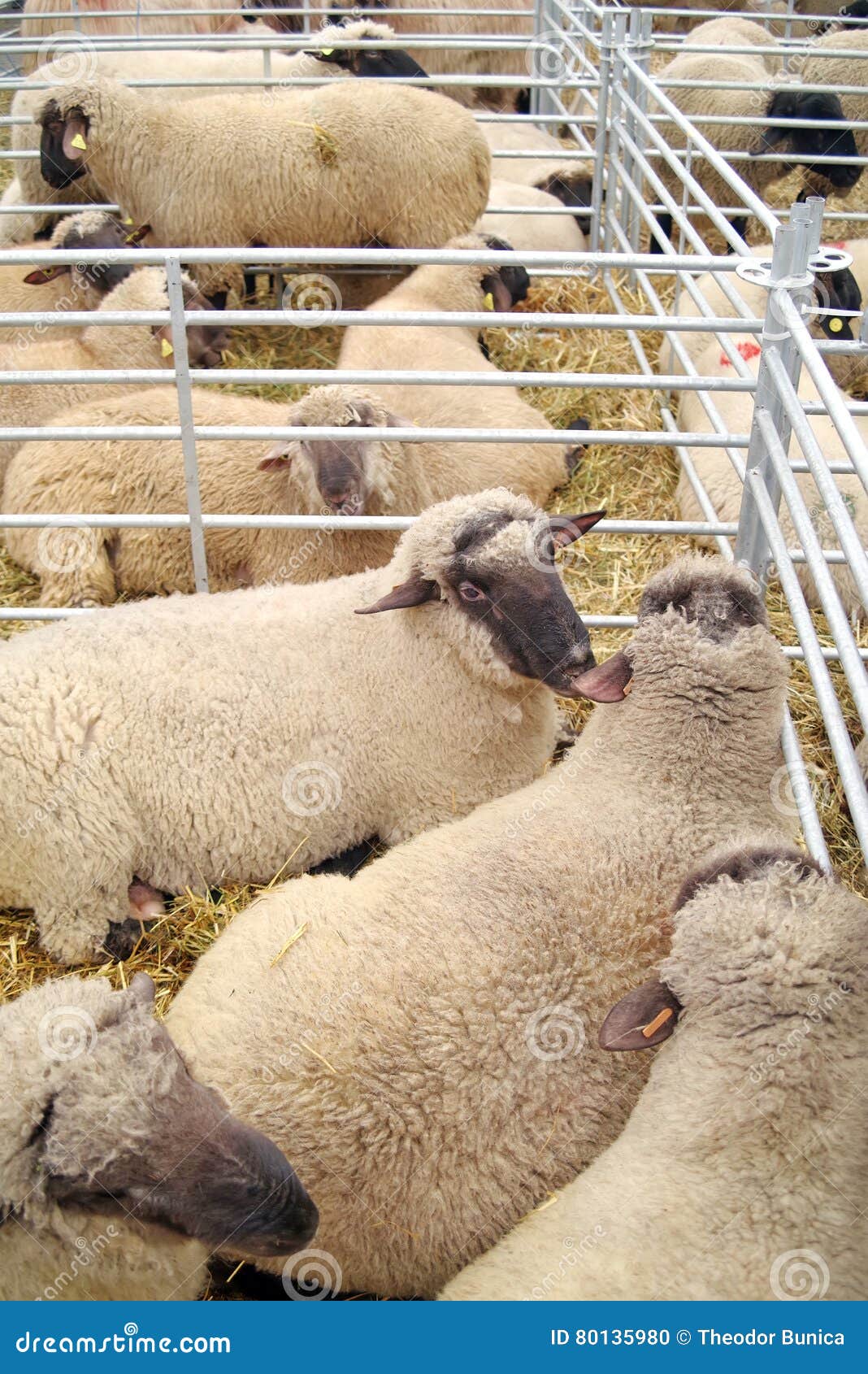 Sheep in shelter stock photo. Image of industry, domestic - 80135980