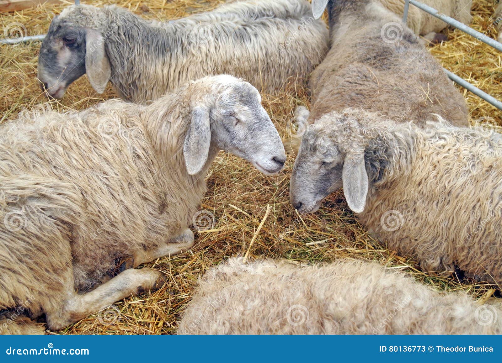 Sheep in shelter stock image. Image of exhibition, farmland - 80136773