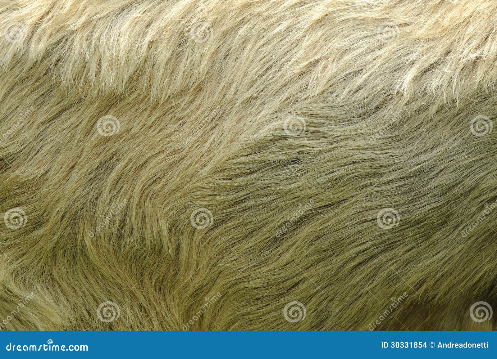 Sheep hair stock photo. Image of keratin, livestock, natural - 30331854