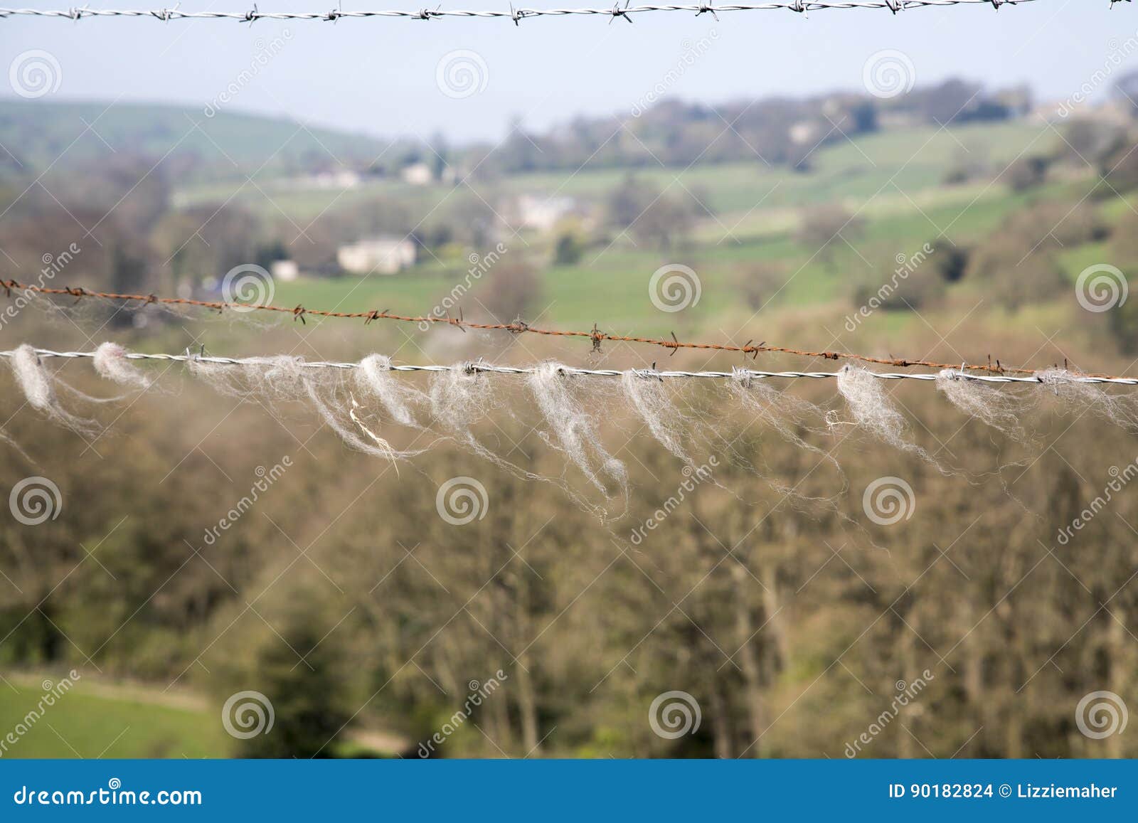 Sheep Hair on Barbed Wire stock photo. Image of caught - 90182824