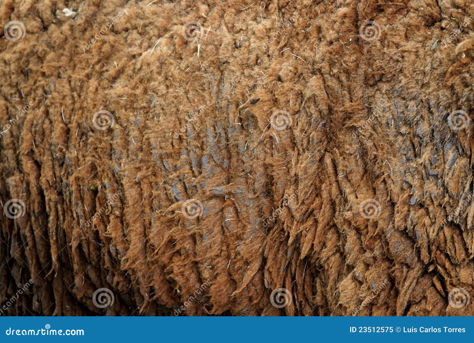 Sheep hair (Texture) stock image. Image of ovis, wool - 23512575