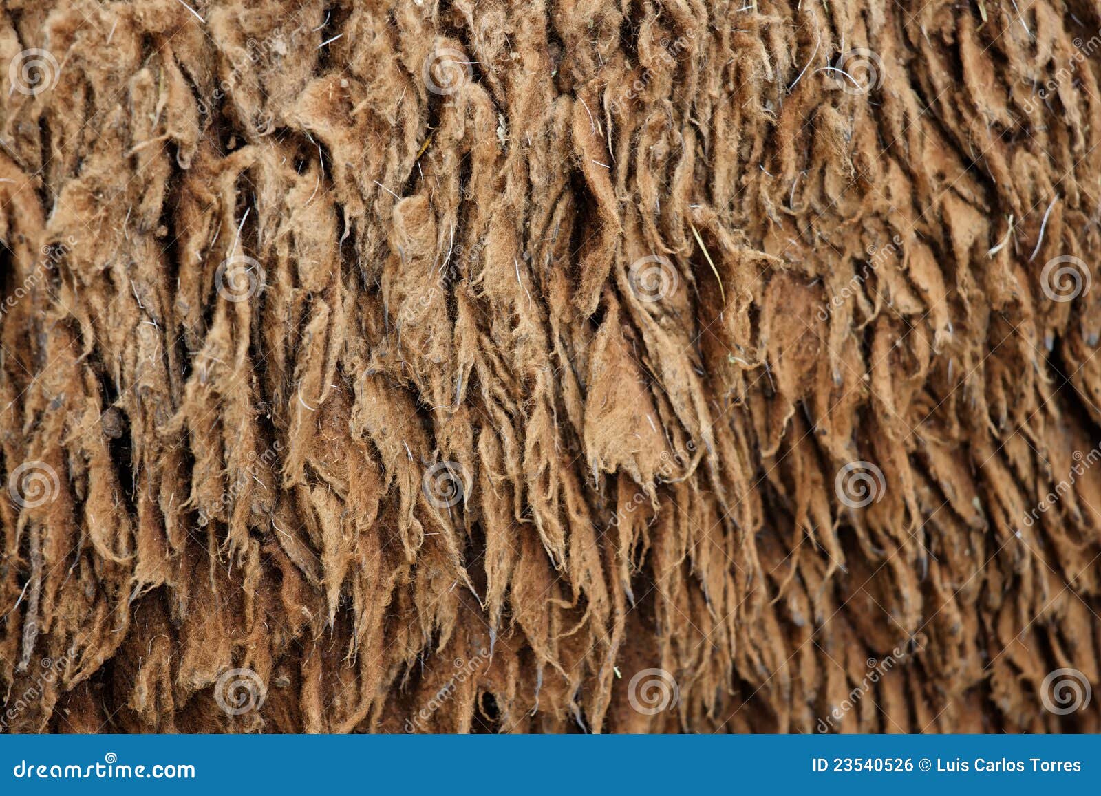 Sheep hair (Texture) stock photo. Image of mammal, shearing - 23540526