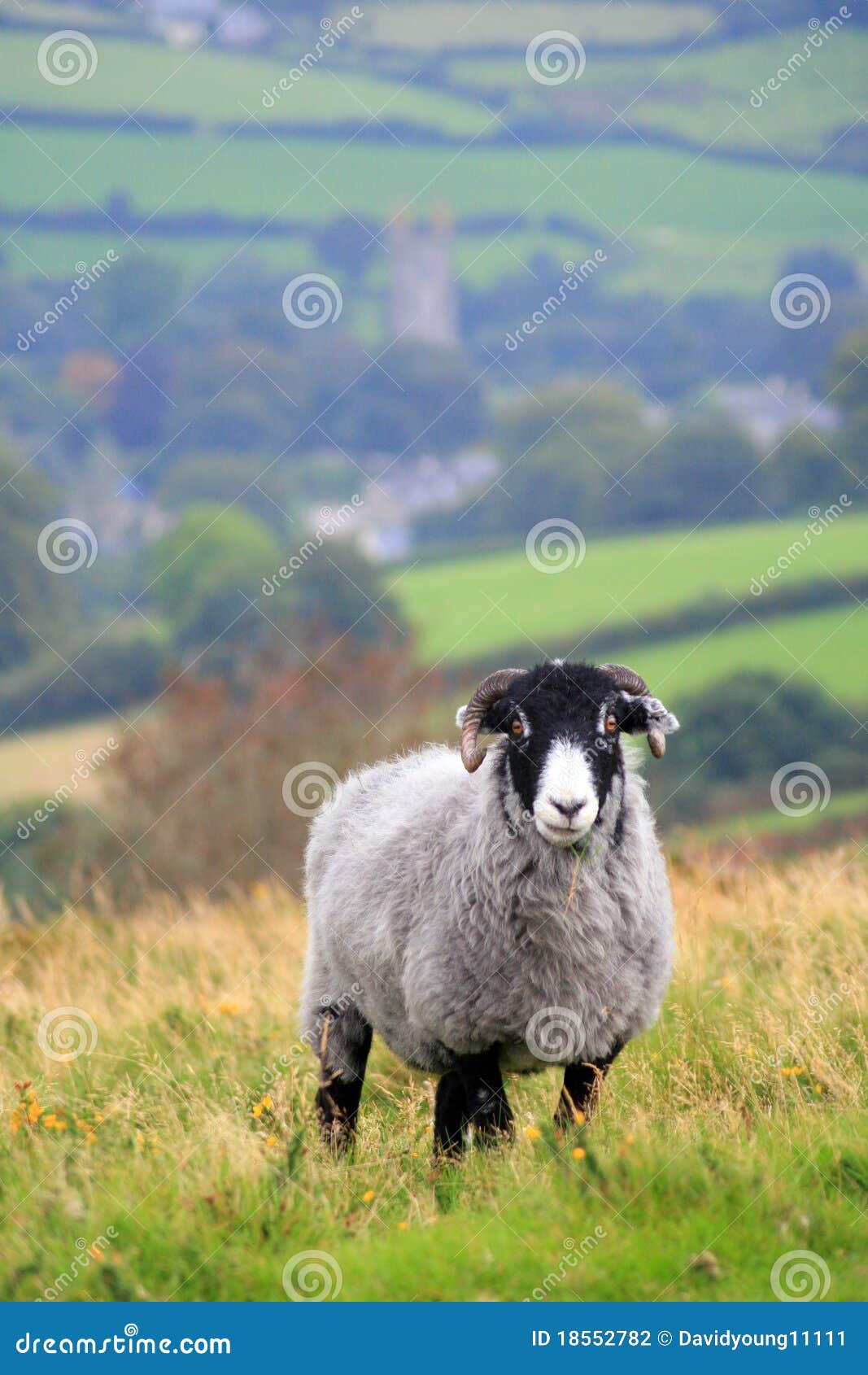 Sheep on Hamel Down stock photo. Image of widecombe, grazing - 18552782