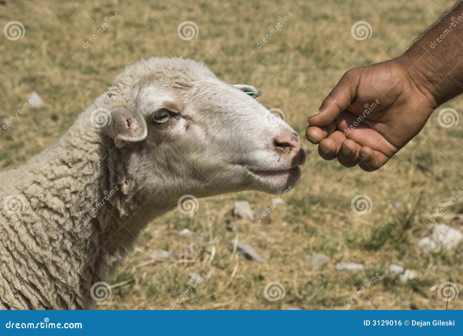 Sheep and hand stock photo. Image of parts, inquisitive - 3129016