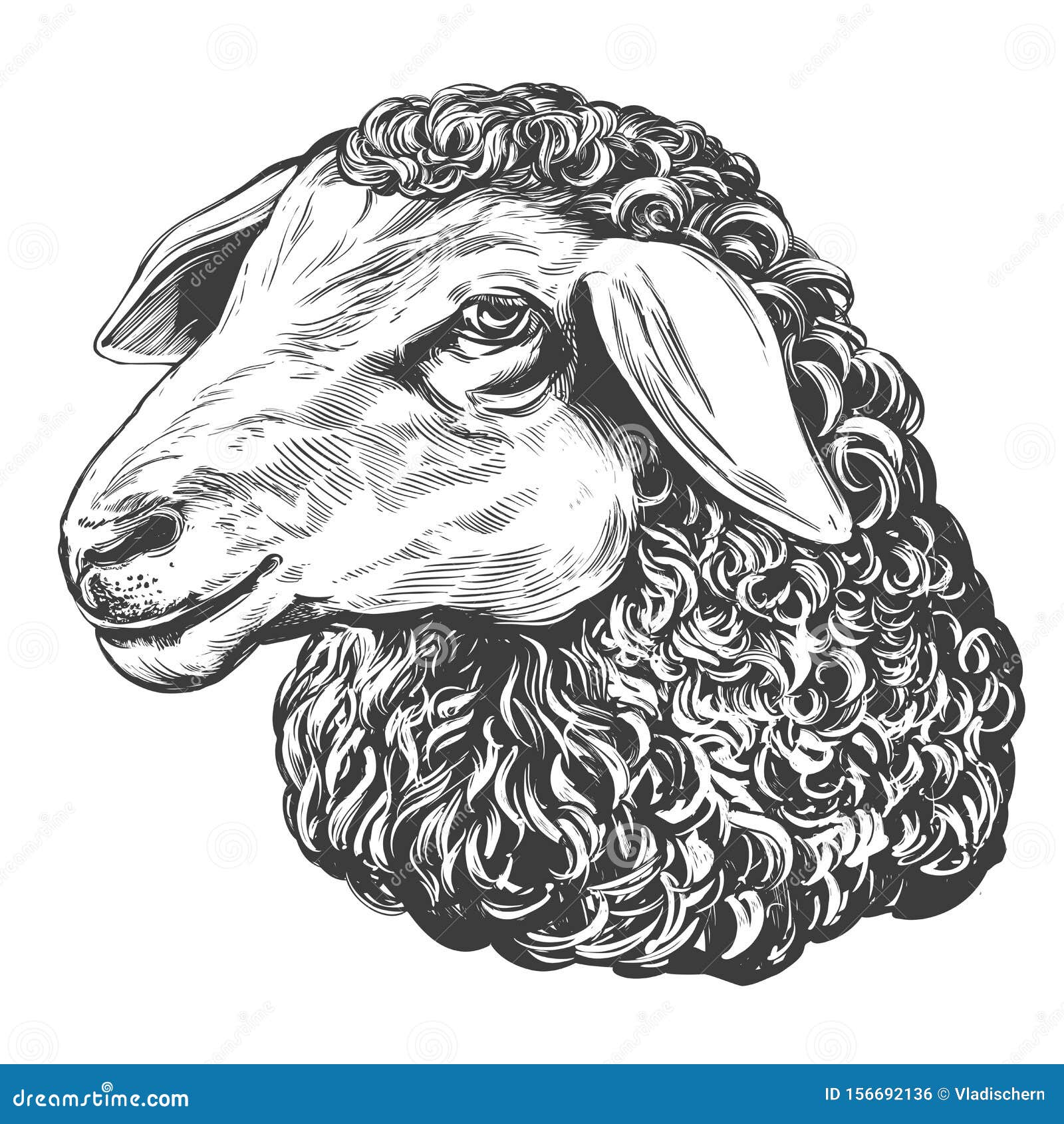 Sheep Hand Drawn Vector Illustration Realistic Sketch Stock Vector ... Sheep Hand Drawn Vector Illustration Realistic Sketch Stock Vector ...