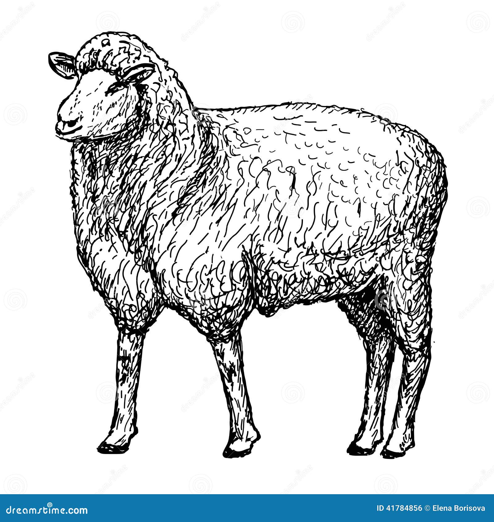 Sheep Drawing