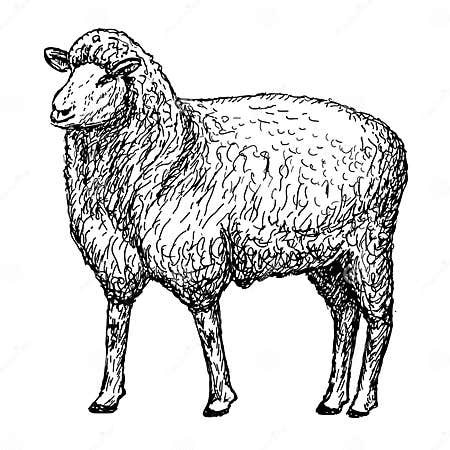 Sheep hands drawing stock vector. Illustration of farm - 41784856