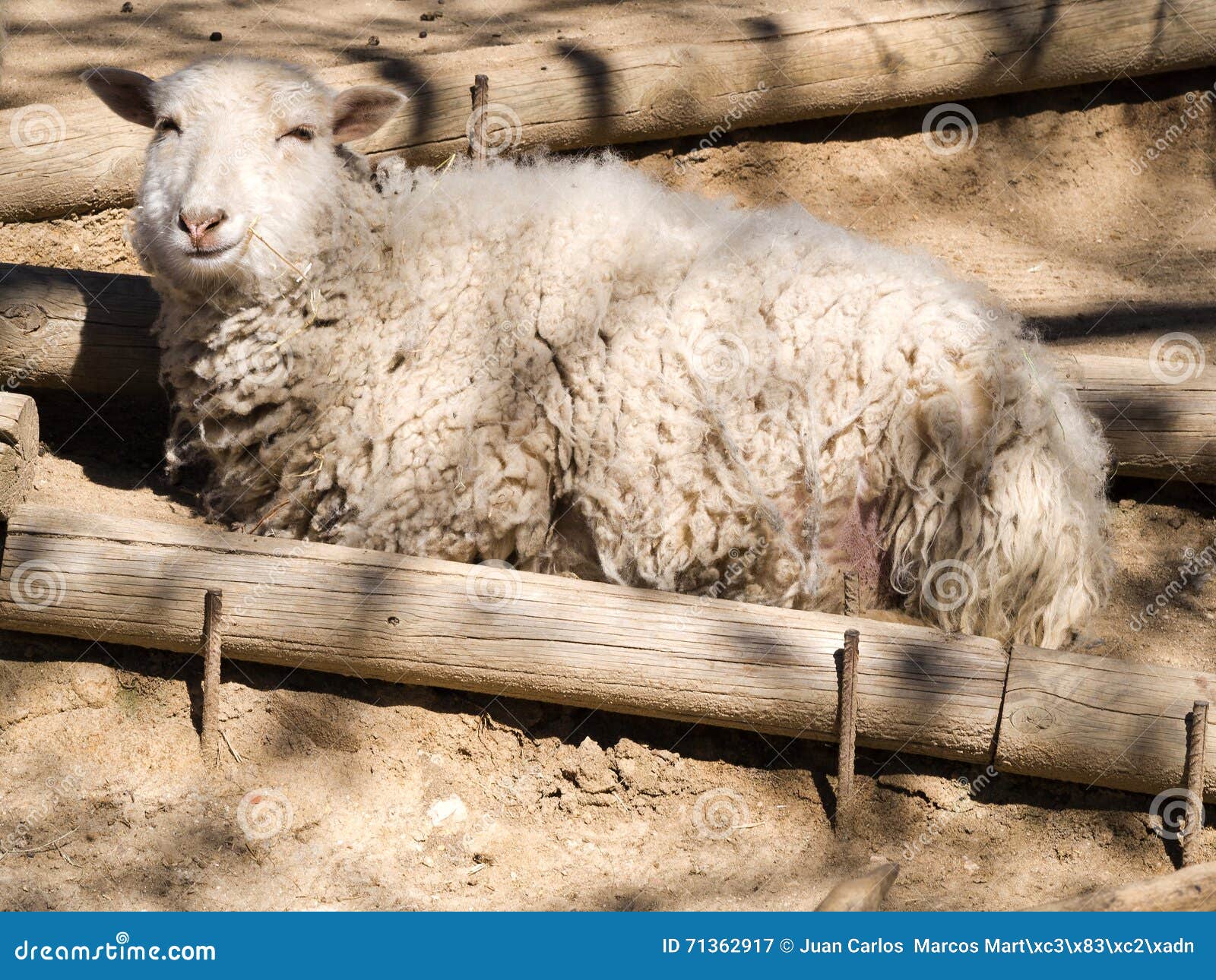 Sheep with happy face stock image. Image of alone, rural - 71362917