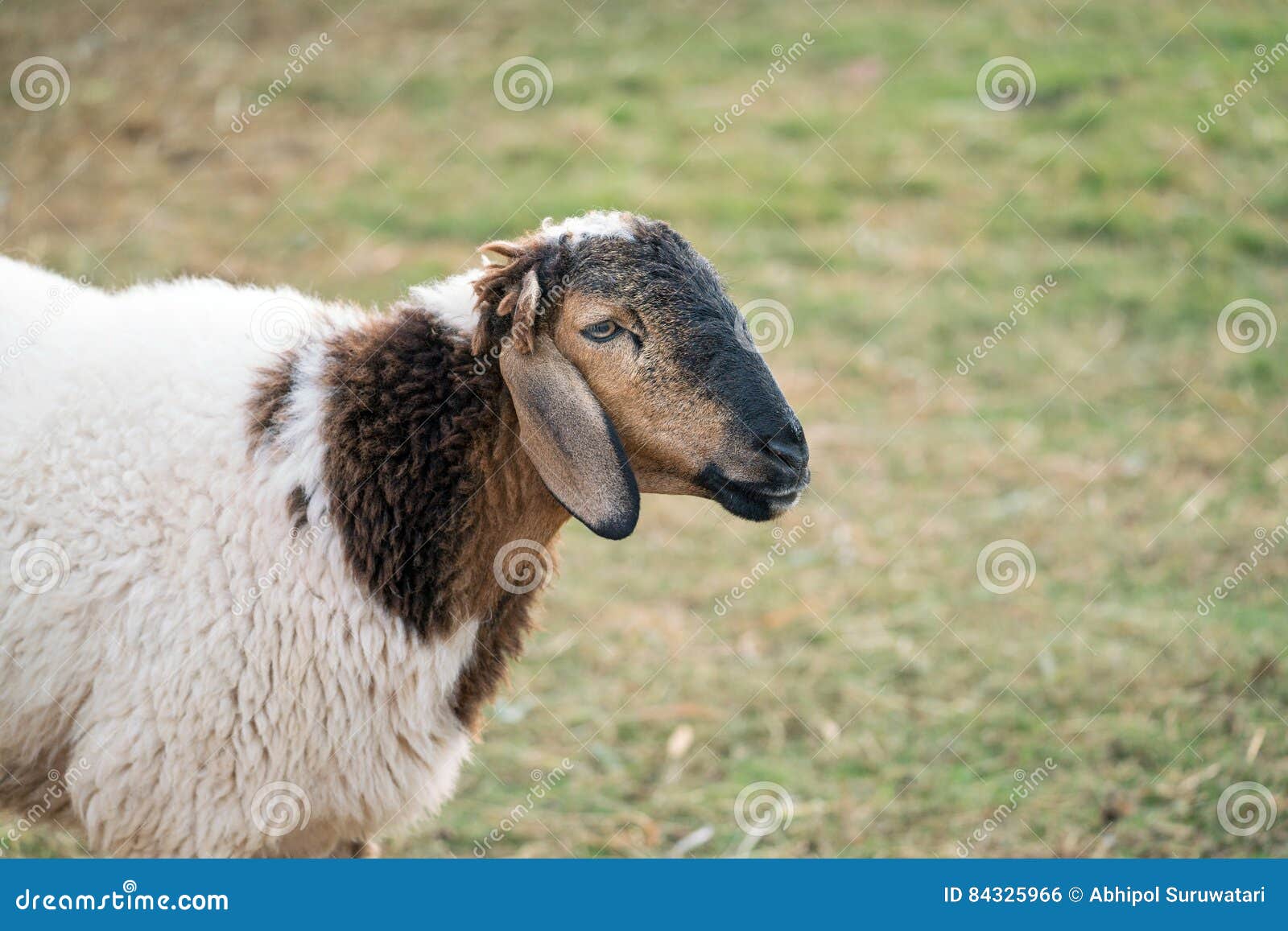 Sheep that Have Just Been Shorn on Green Grass. Stock Photo - Image of ...