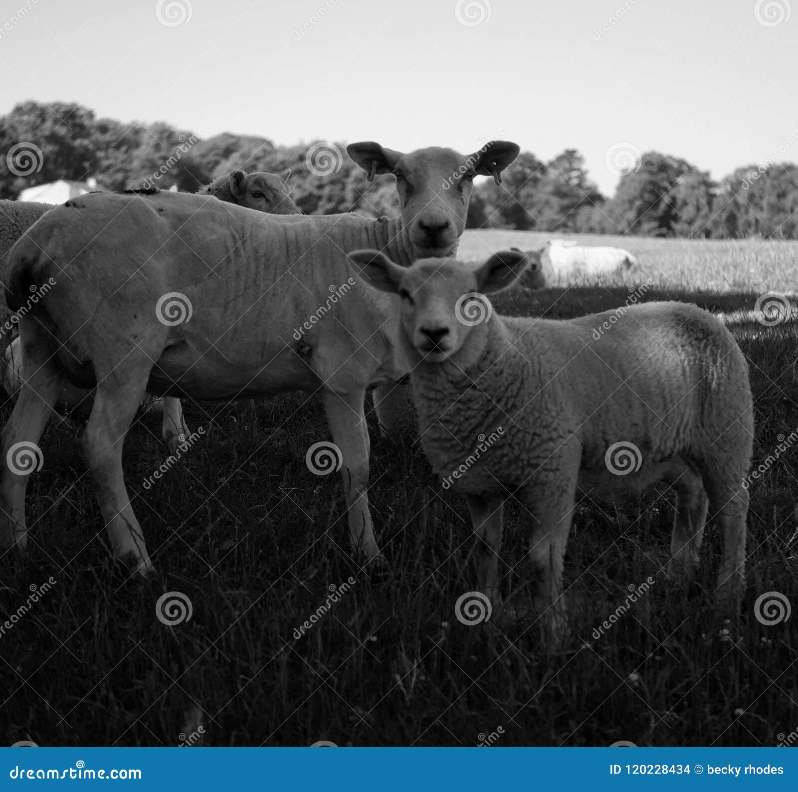 Sheep in the shade stock photo. Image of sheep, shade - 120228434