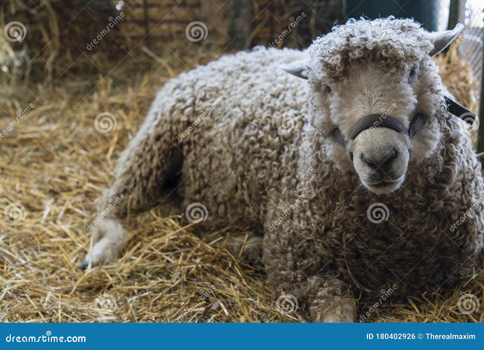 Sheep on hay stock photo. Image of wooly, flock, livestock - 180402926