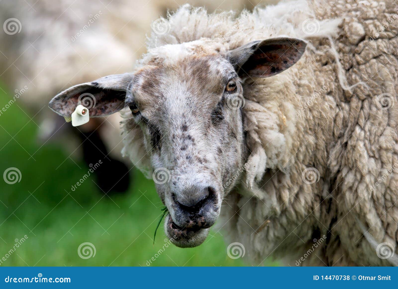 Sheep head stock photo. Image of grassland, wool, stalk - 14470738