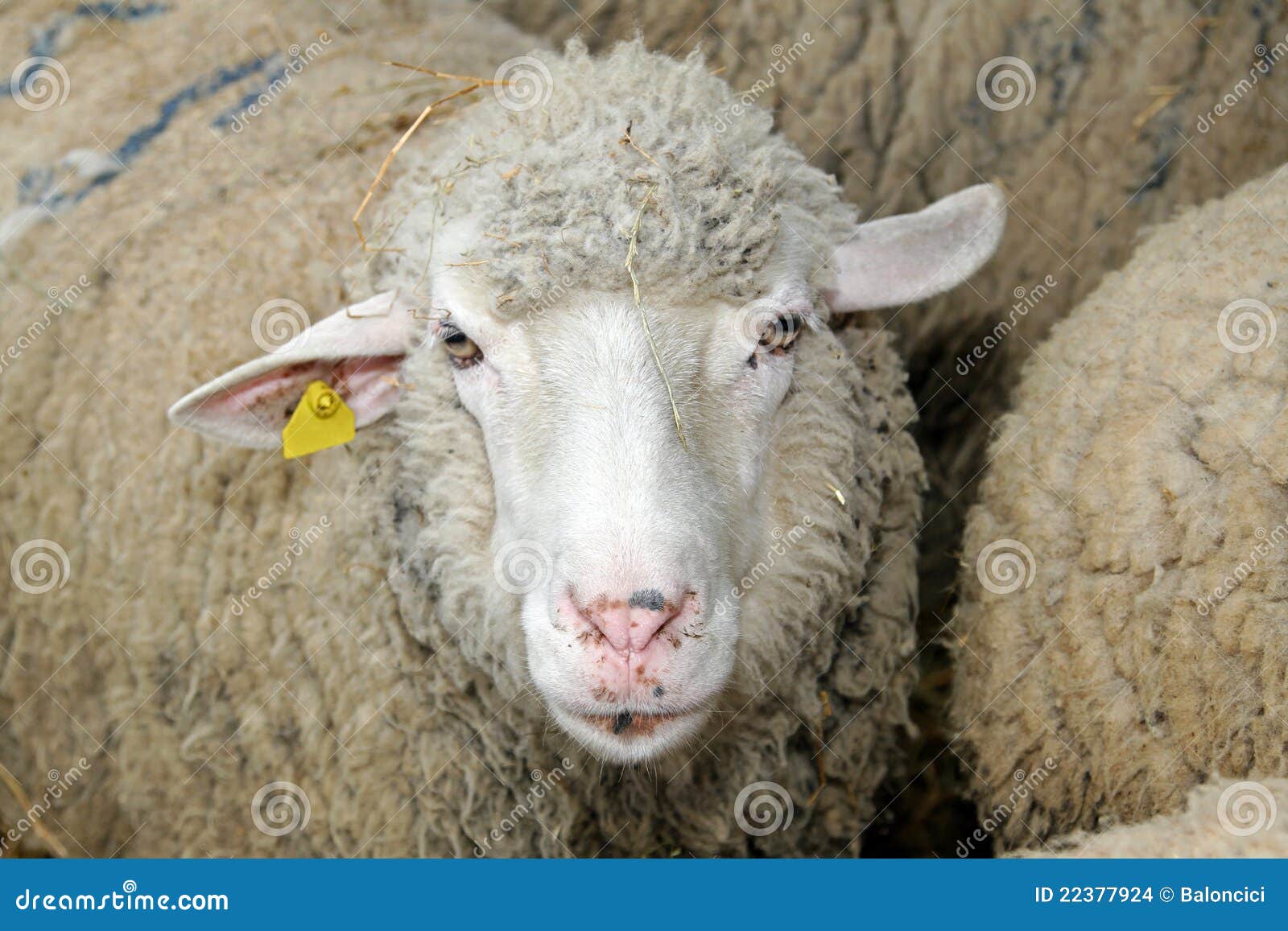 Sheep head stock photo. Image of sheep, farm, cote, wool - 22377924