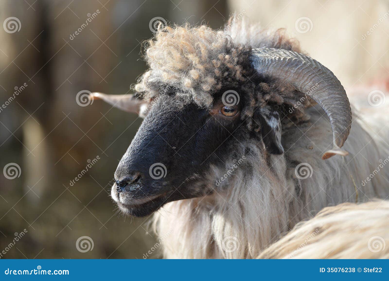 Sheep head stock photo. Image of grass, pasture, look - 35076238