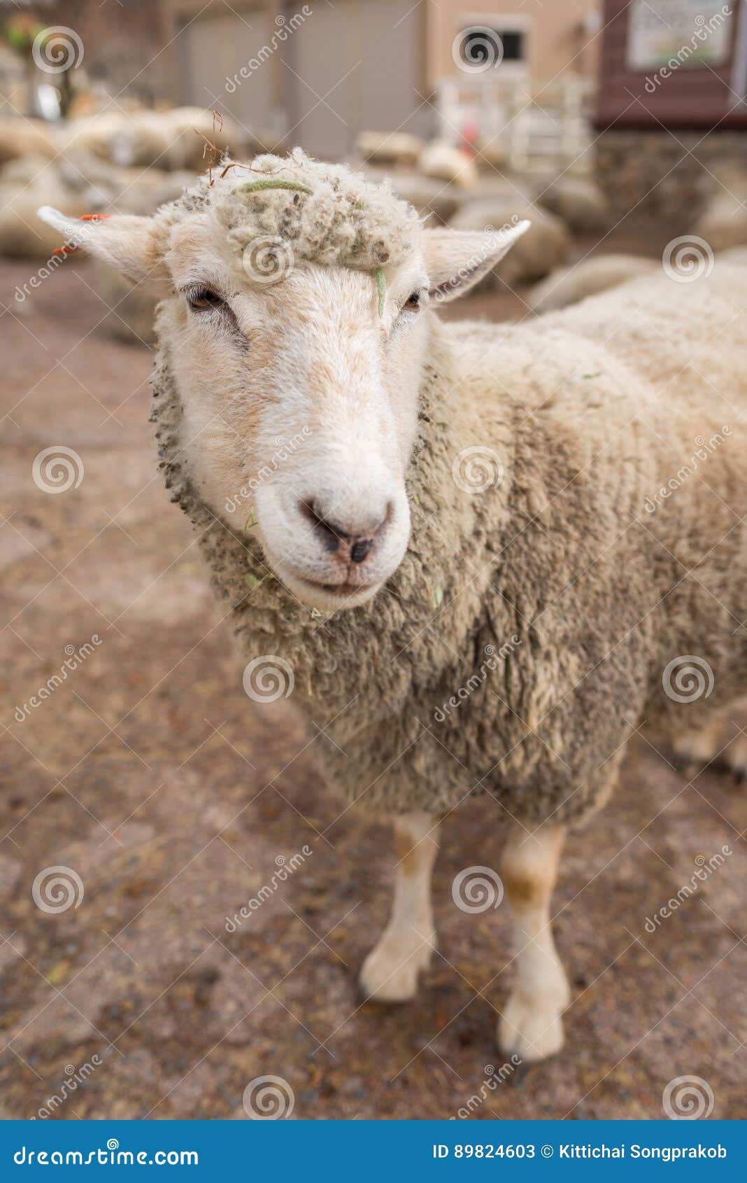 Sheep Head Close Up. Farm Animals. Stock Image - Image of face, green ...