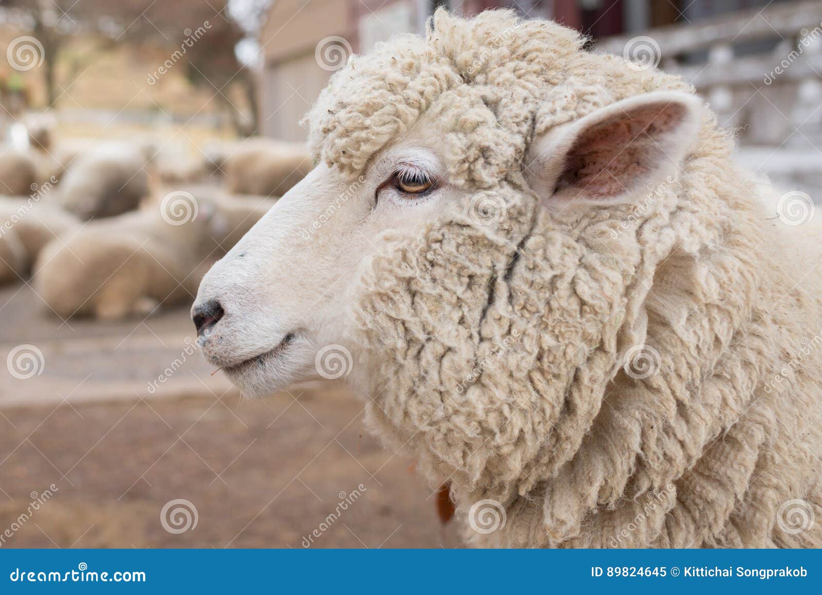 Sheep Head Stock Photography | CartoonDealer.com #30576440