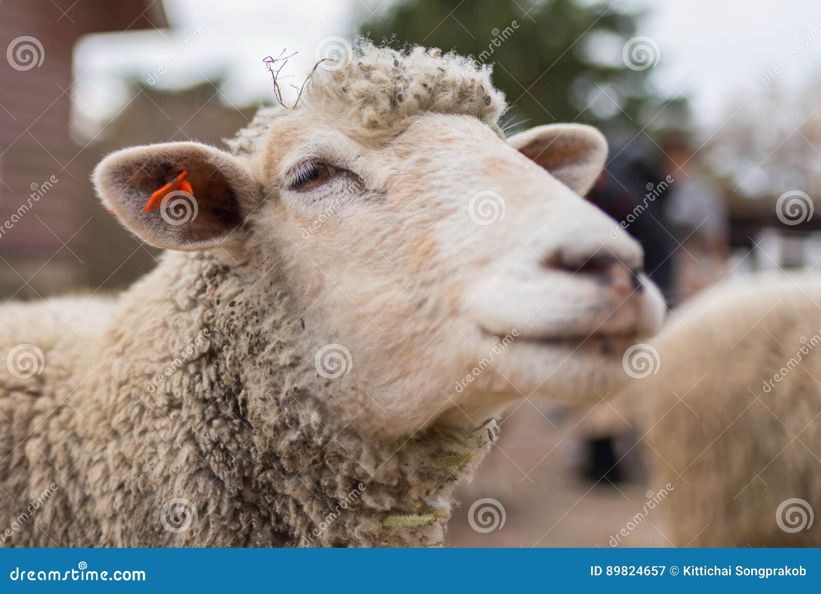 Sheep Head Stock Photography | CartoonDealer.com #30576440