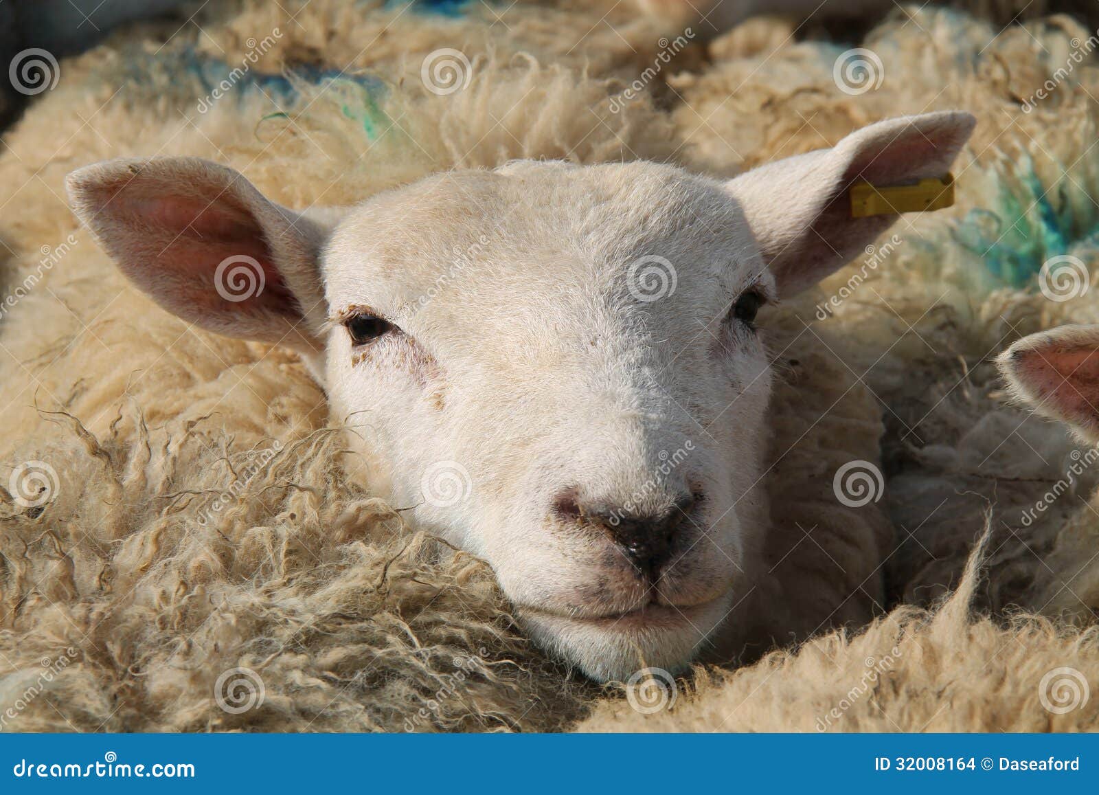Sheep Head. stock photo. Image of animal, wool, agriculture - 32008164