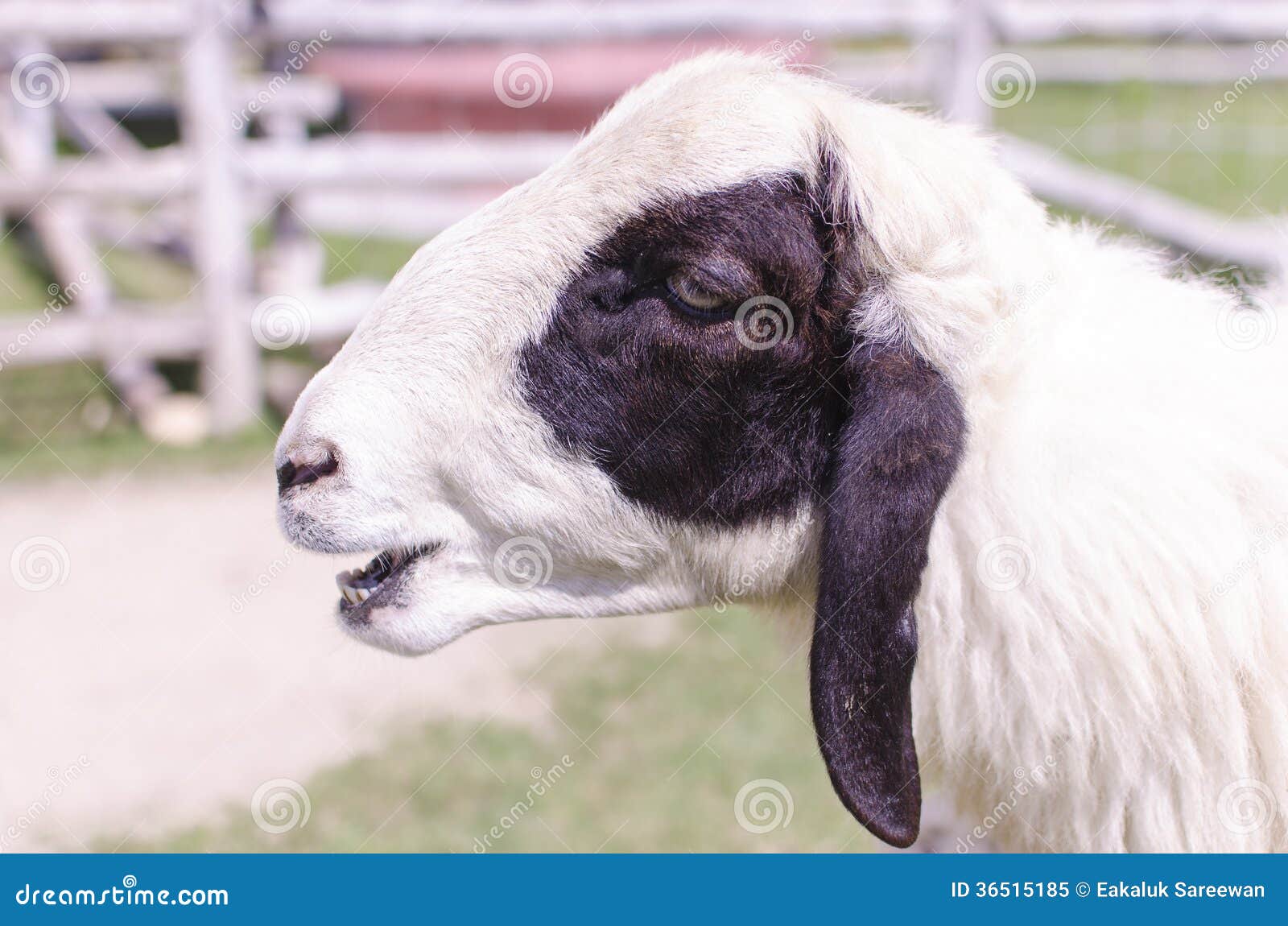 Sheep head stock image. Image of mammal, head, wool, close - 36515185