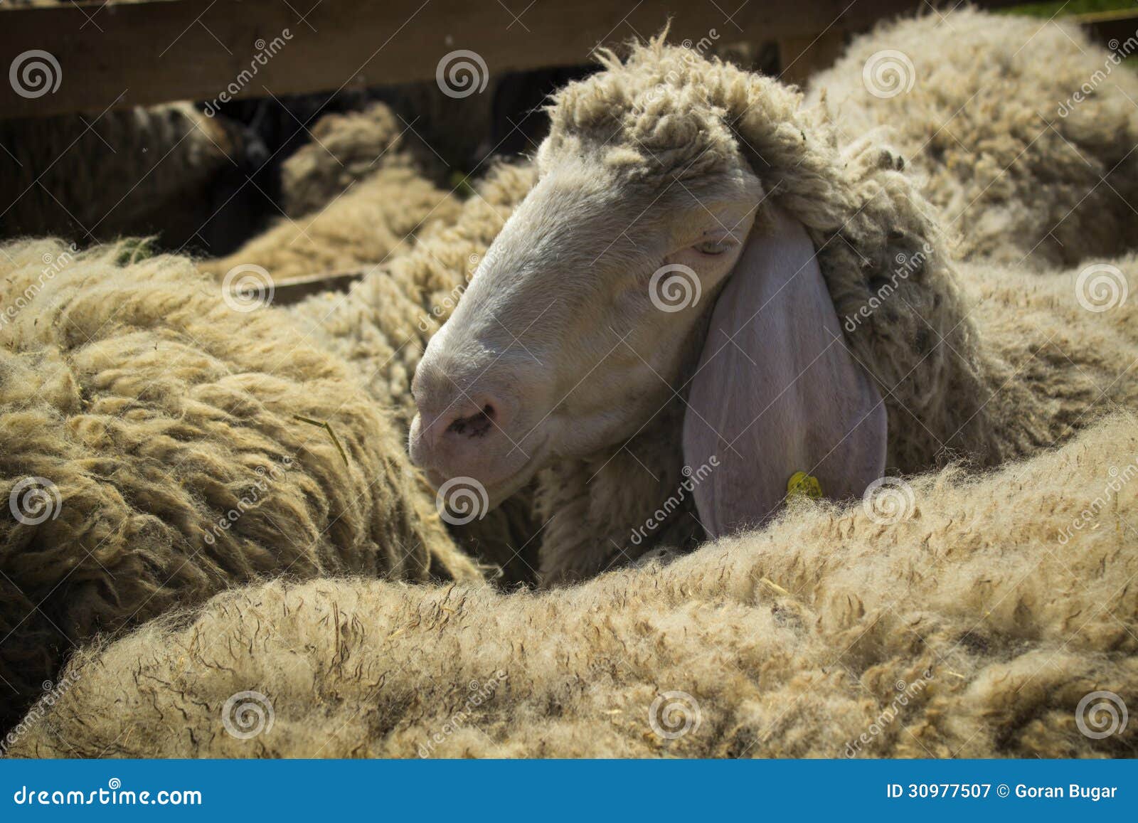 Sheep stock image. Image of wool, warm, meat, fence, head - 30977507