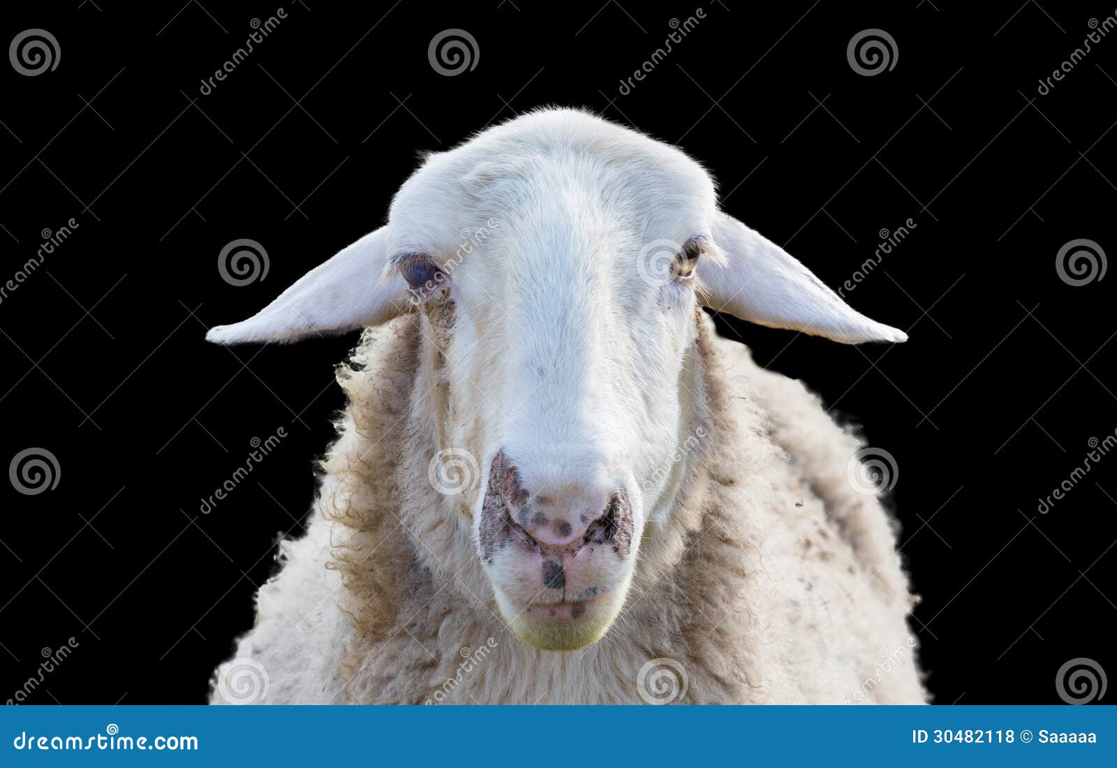 Sheep Head Stock Photography | CartoonDealer.com #30576440